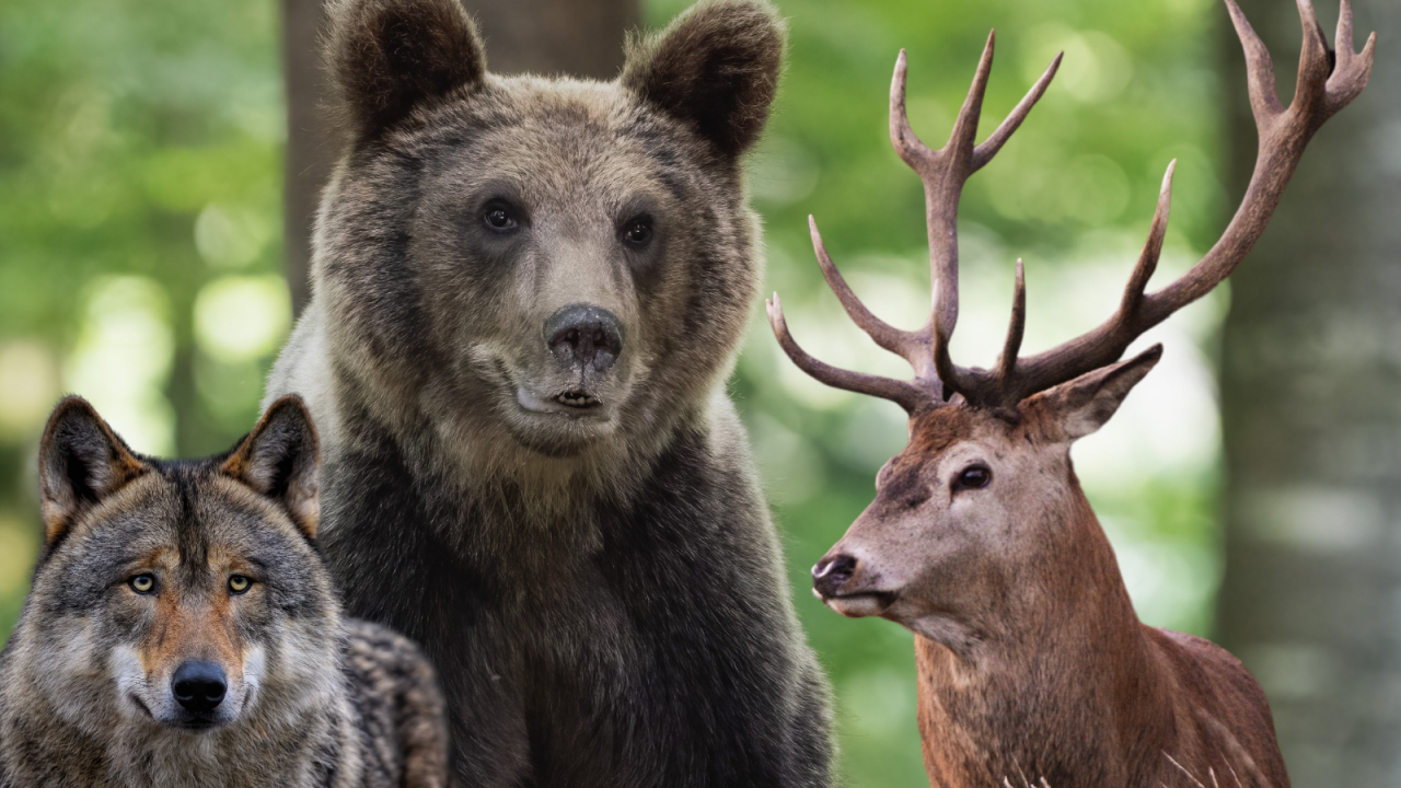 Dare voce alla fauna | SALTO