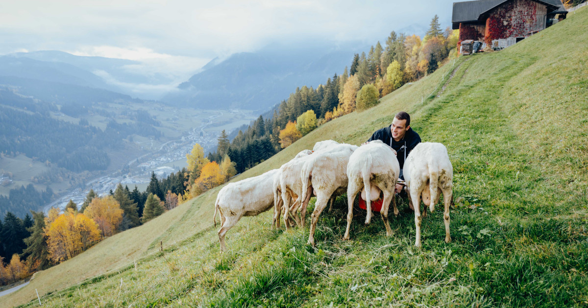 Schafe statt Kühe melken | SALTO