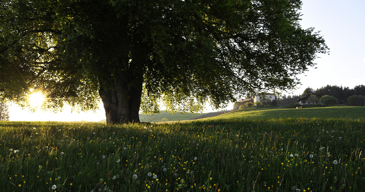 Abschiedsbemerkung | SALTO