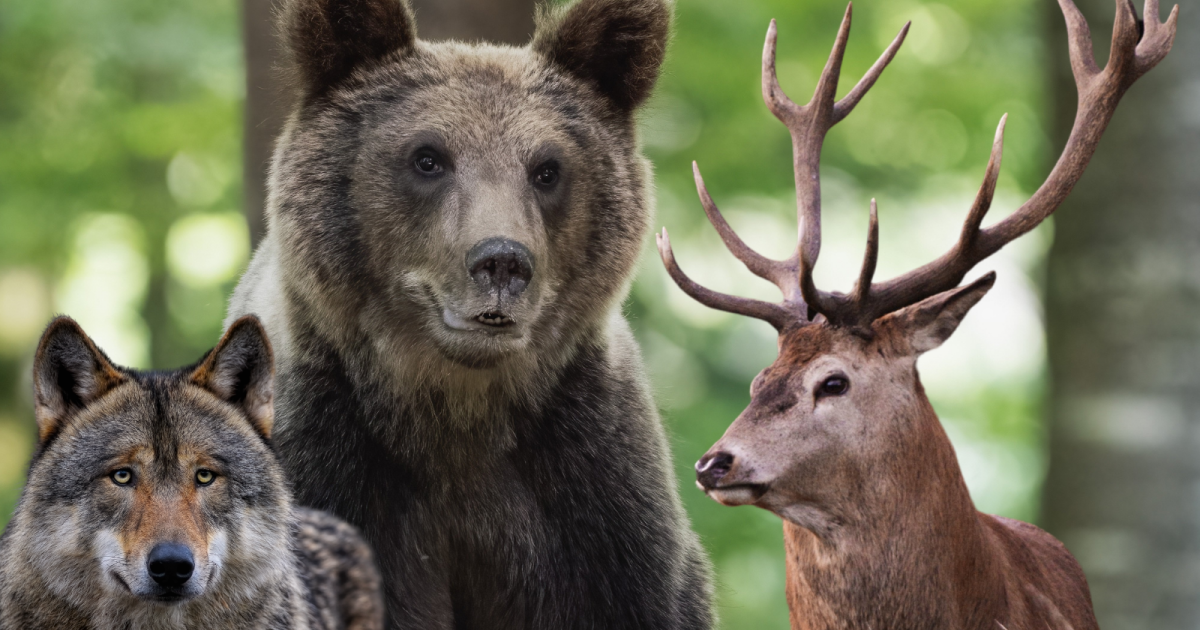 Dare voce alla fauna | SALTO